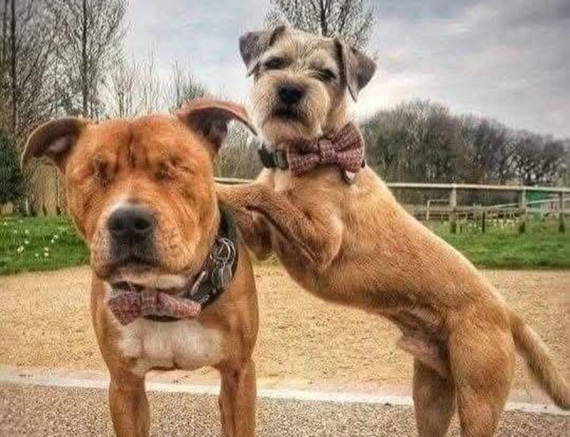 Charlie e Benny, l’amicizia che ha permesso a un cane cieco di non ...