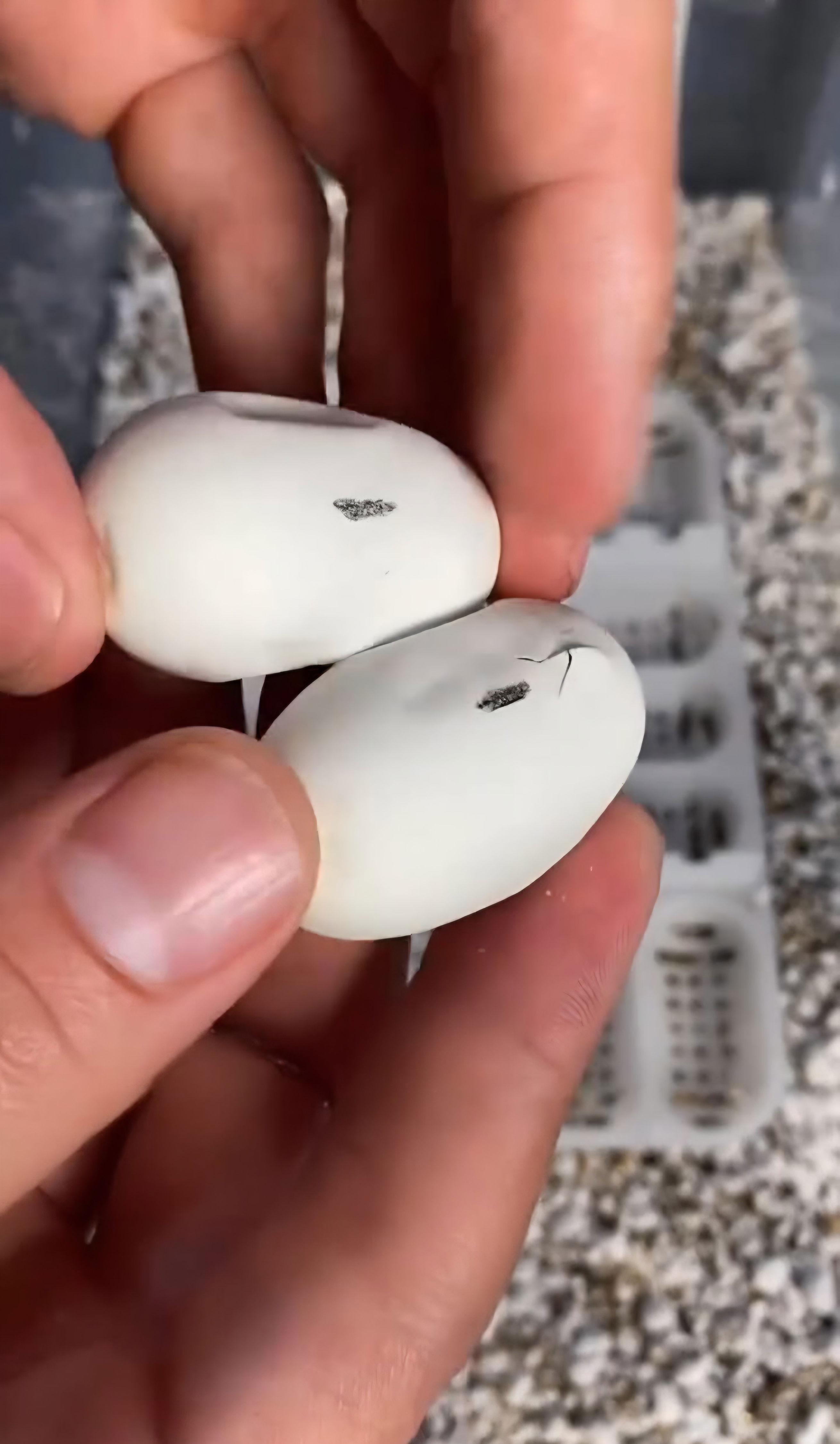 New children's pythons are hatching!