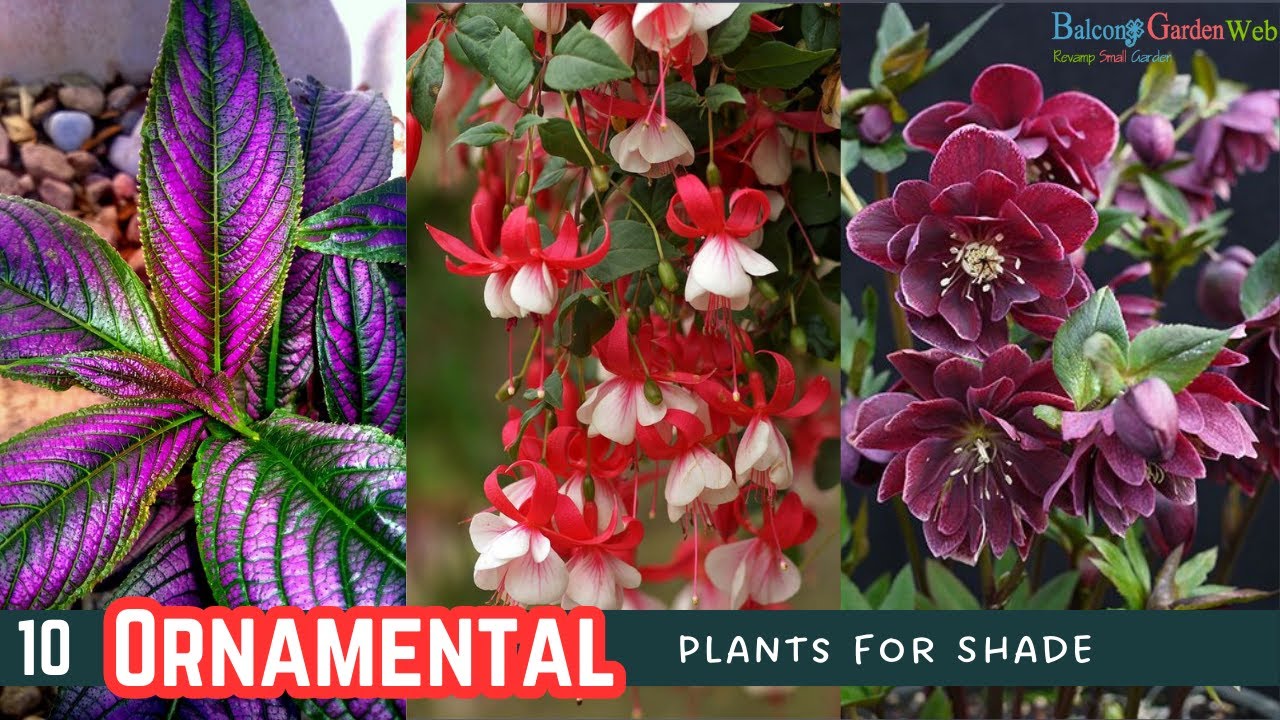 10 shade-tolerant ornamental plants every gardener should know
