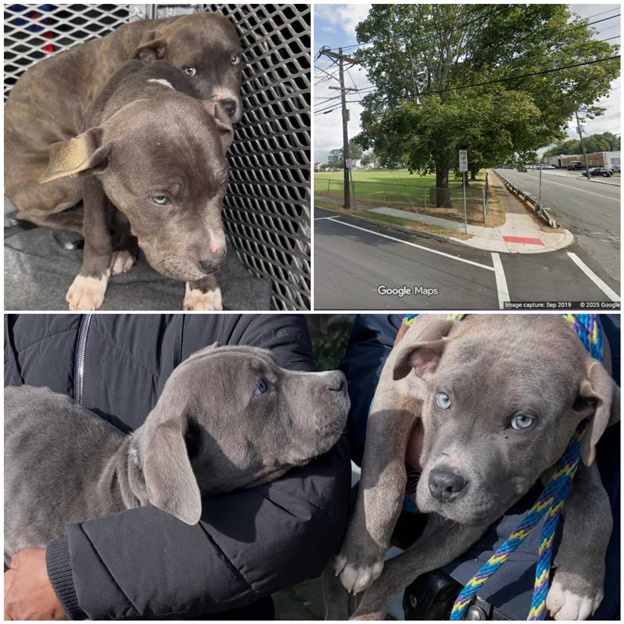 Shelter said puppies were thrown from moving vehicle, but Clifton cops ...