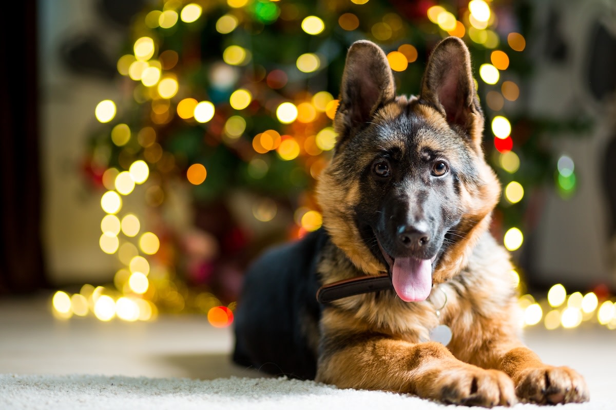 German shepherd puppy has fluffy Christmas tree ears