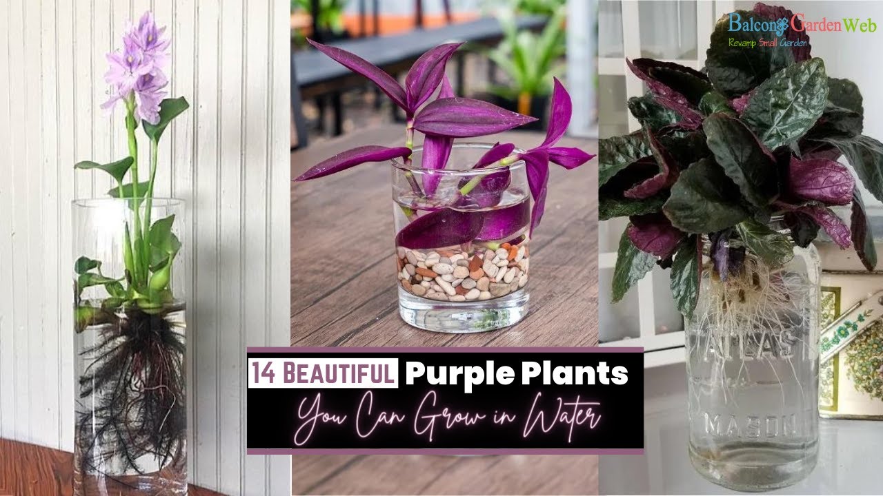Transform your space with 14 beautiful purple water plants