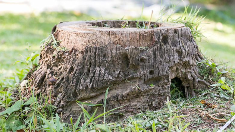Transform an old tree stump into a charming yard feature