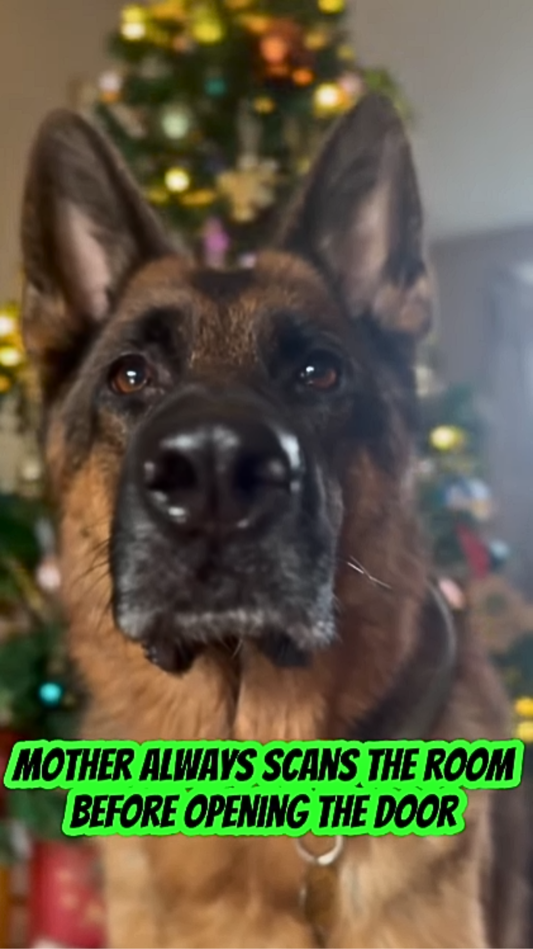 Cooper the German shepherd causes chaos on Christmas