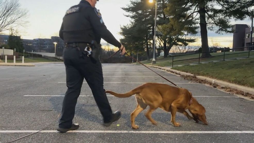 Meet Dare: Four-legged officer making history as 1st bloodhound with ...