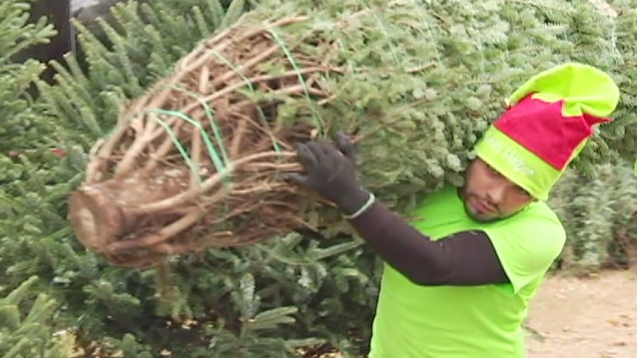 Dispose Christmas trees properly to avoid invasive species spreading ...