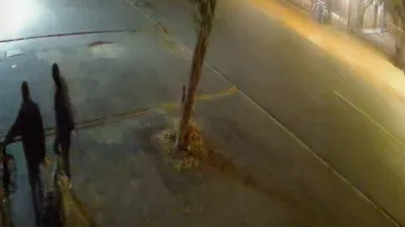 Baa-rbaric theft: Two sheep snatched before Christmas feast for the ...