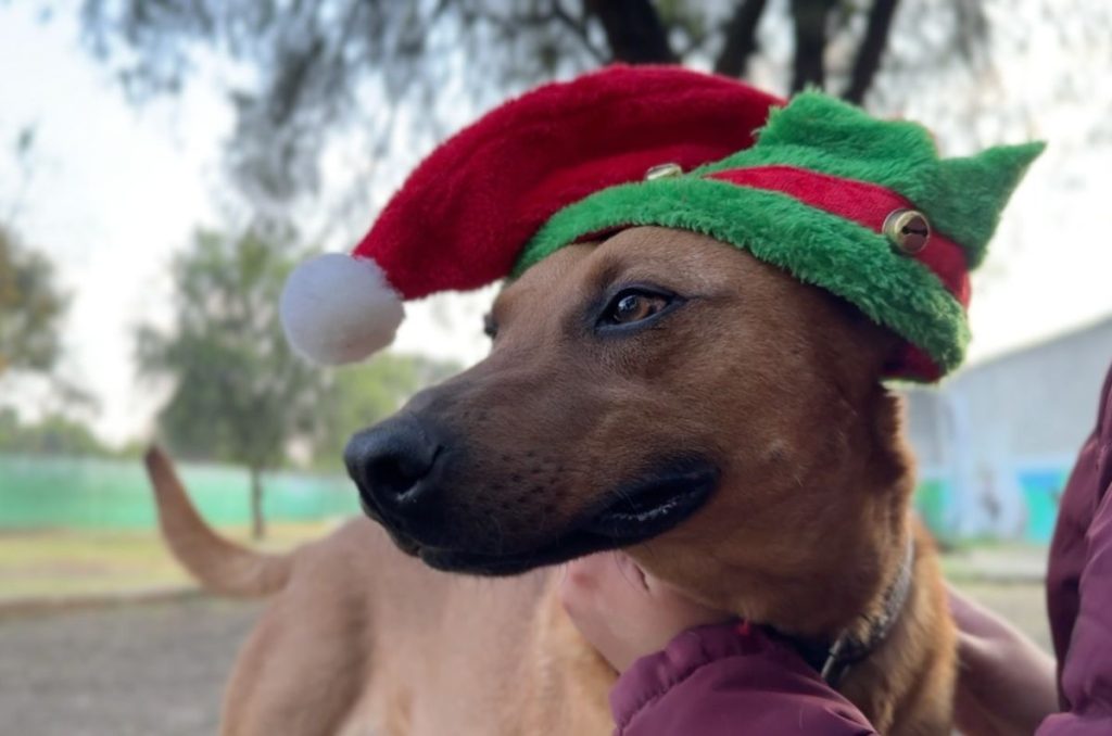 Manda tu carta a Santa y los Reyes con los perros del Centro de ...