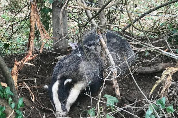 RSPCA welcomes UK government's animal welfare strategy