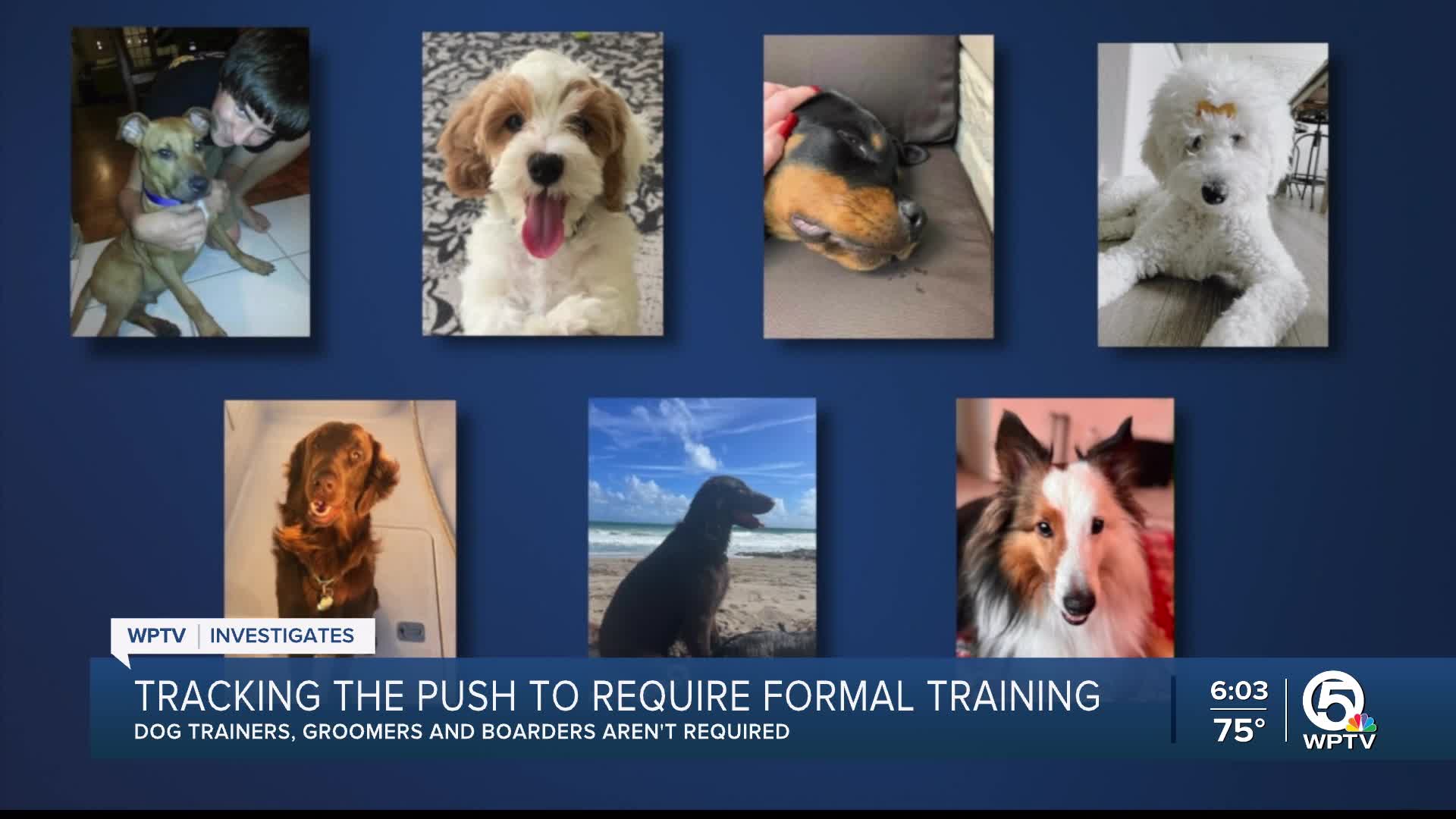 Lawmaker pushes for animal trainer oversight after cruelty case