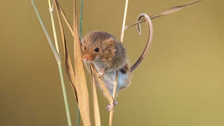 This beautiful ornamental grass is a magnet for attracting mice