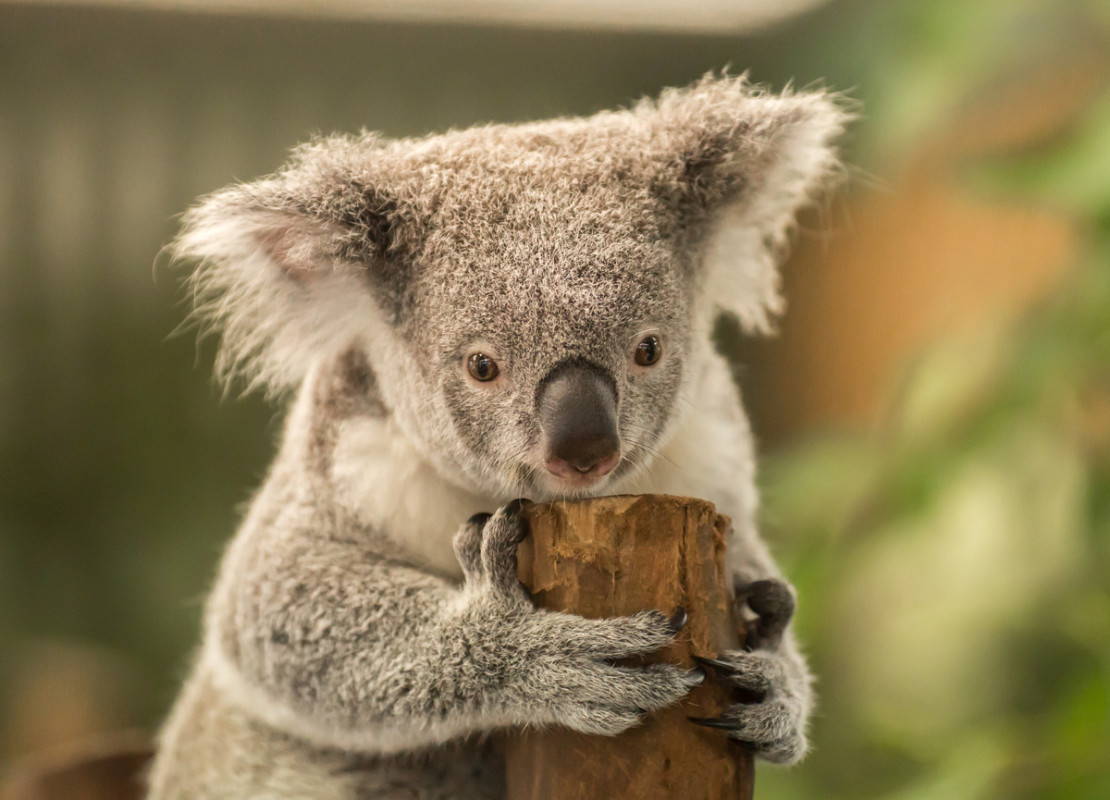 Koala rides bus like a regular commuter after being rescued by driver