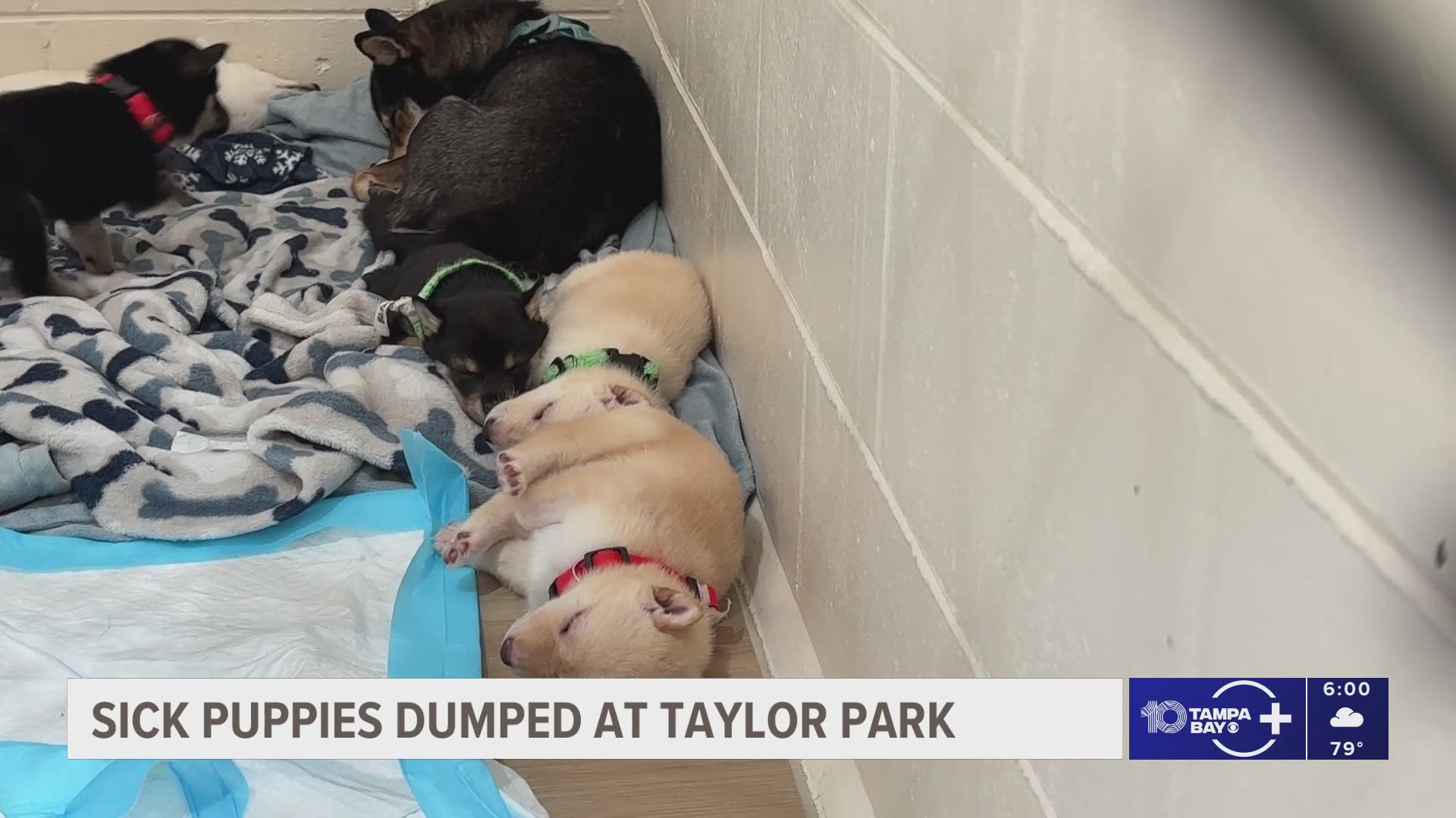 Sick puppies left abandoned in plastic container at Largo park; police ...