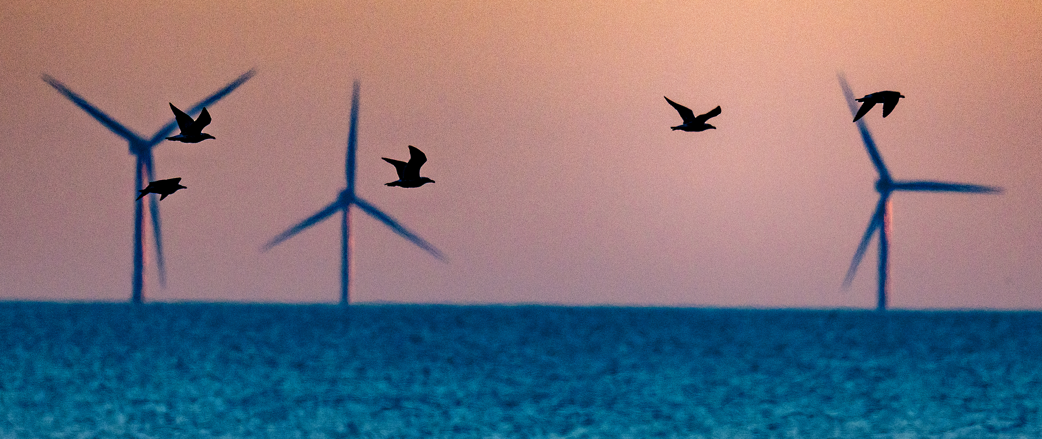 Trump’s war on windmills, briefly explained