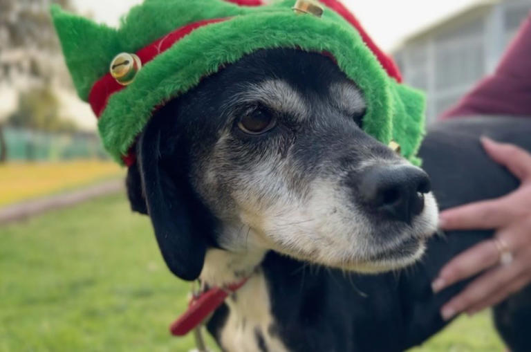 Manda tu carta a Santa y los Reyes con los perros del Centro de ...