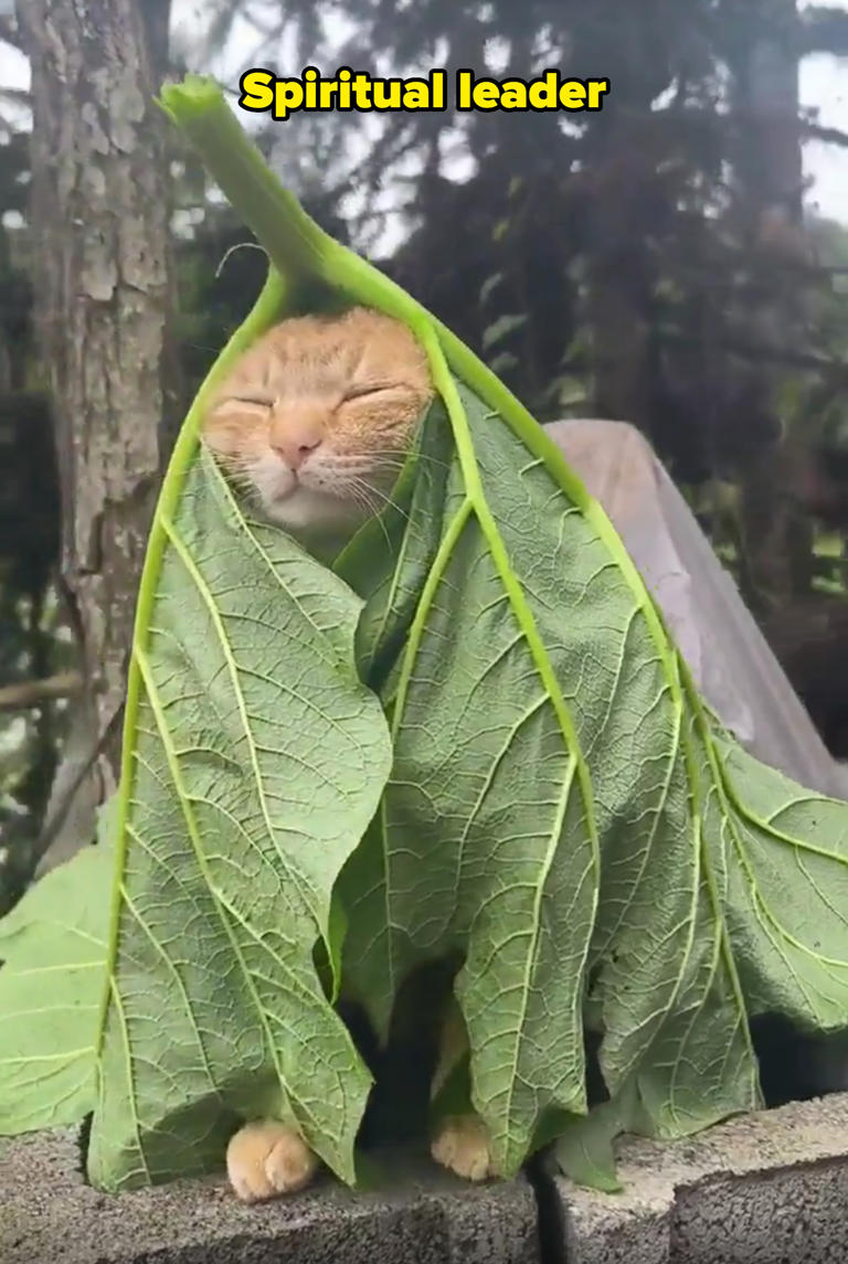 101 absolutely hilarious animal photos that made the dumpster fire that ...