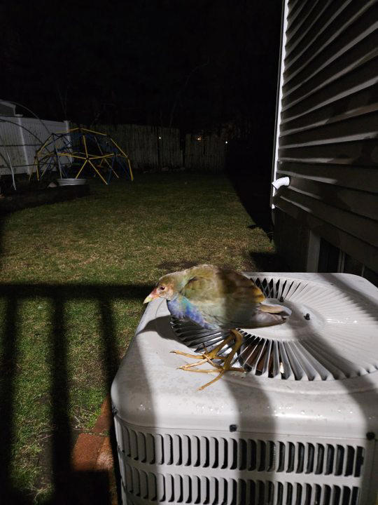 Blown off course: Tropical bird found in New Bedford yard