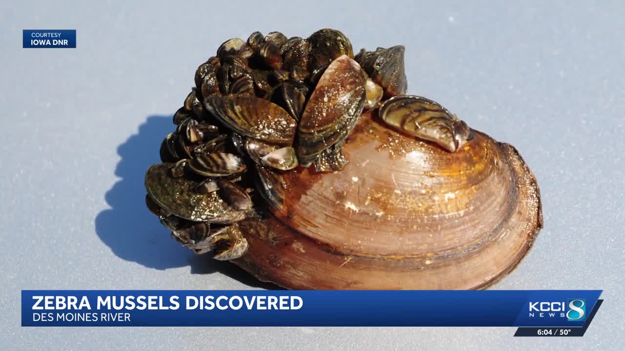 KCCI investigates: Invasive zebra mussels found in Des Moines River for ...