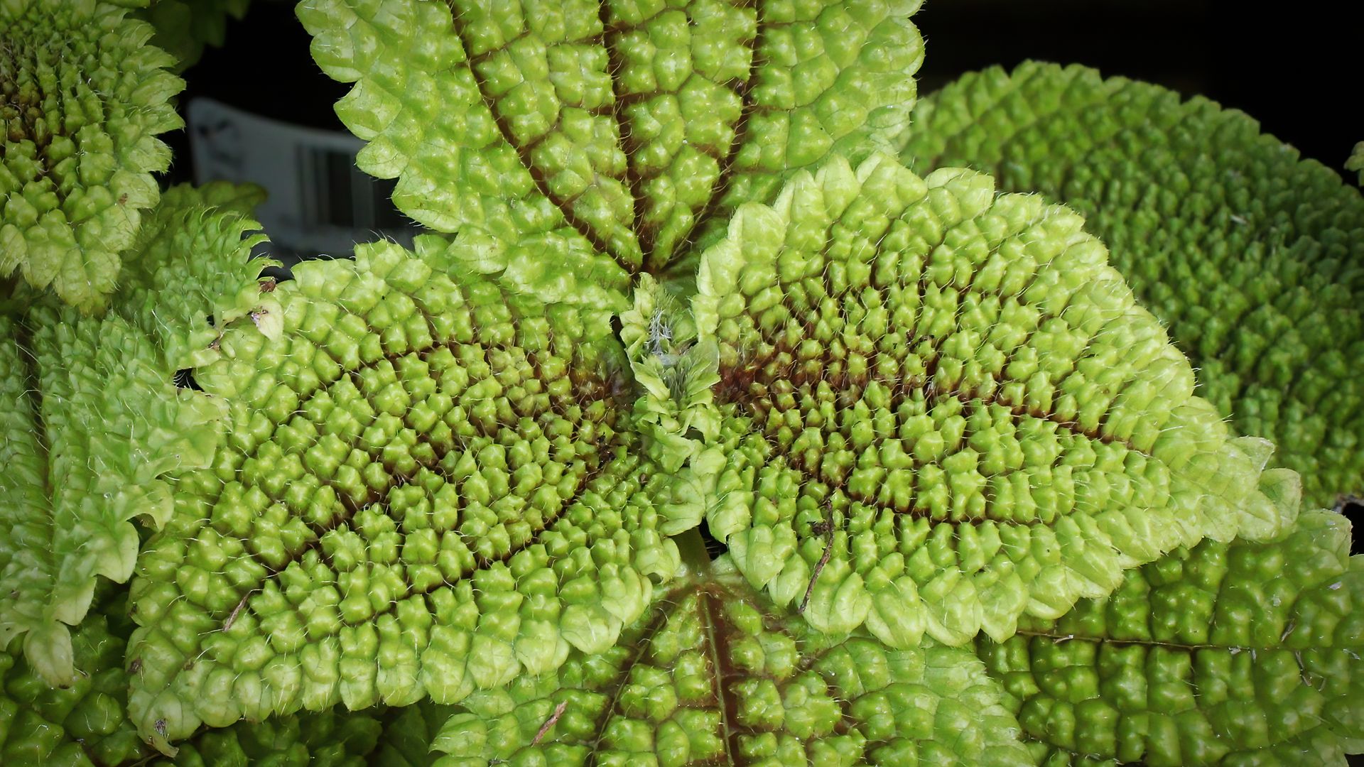 The indoor plant everyone wants: resistant, easy to care for, and fast ...