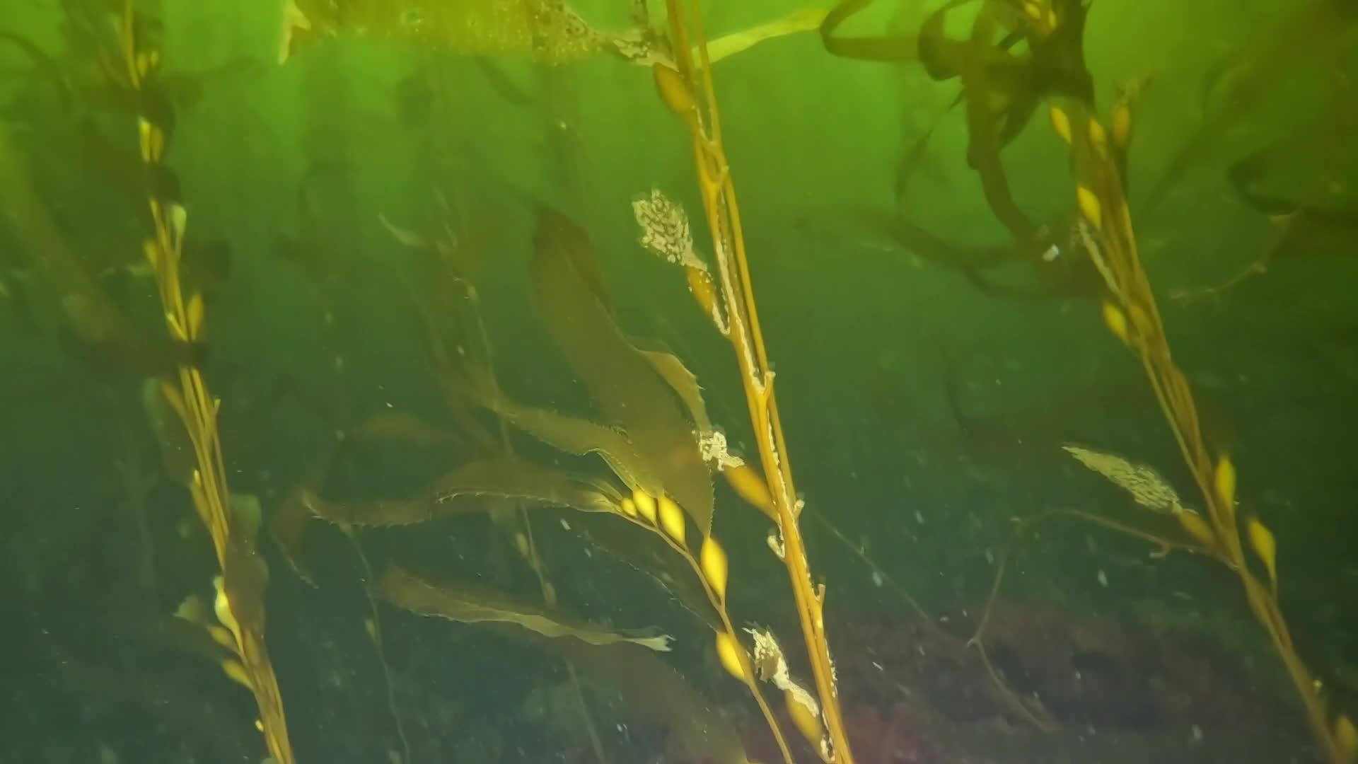 ‘Dead zones’ prompt tour operator to tip $900,000 into marine study