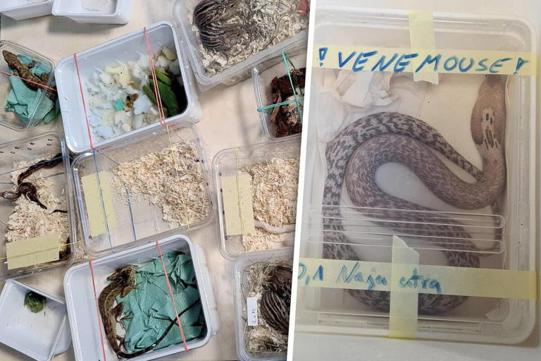 Achtung, tödlich! Zoll zieht zischende Fracht aus dem Verkehr