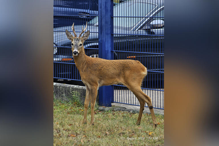 Gute Nachricht für "Amts-Bambi": Rehbock wird nicht abgeknallt
