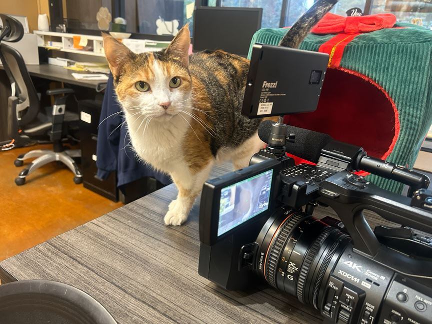 Animal shelter kicks off Operation Silent Night, finding fosters for ...