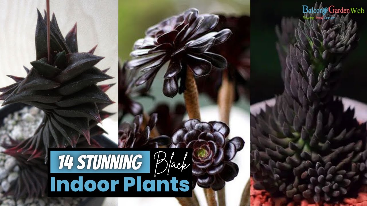 How to choose 14 stunning black indoor plants for your space