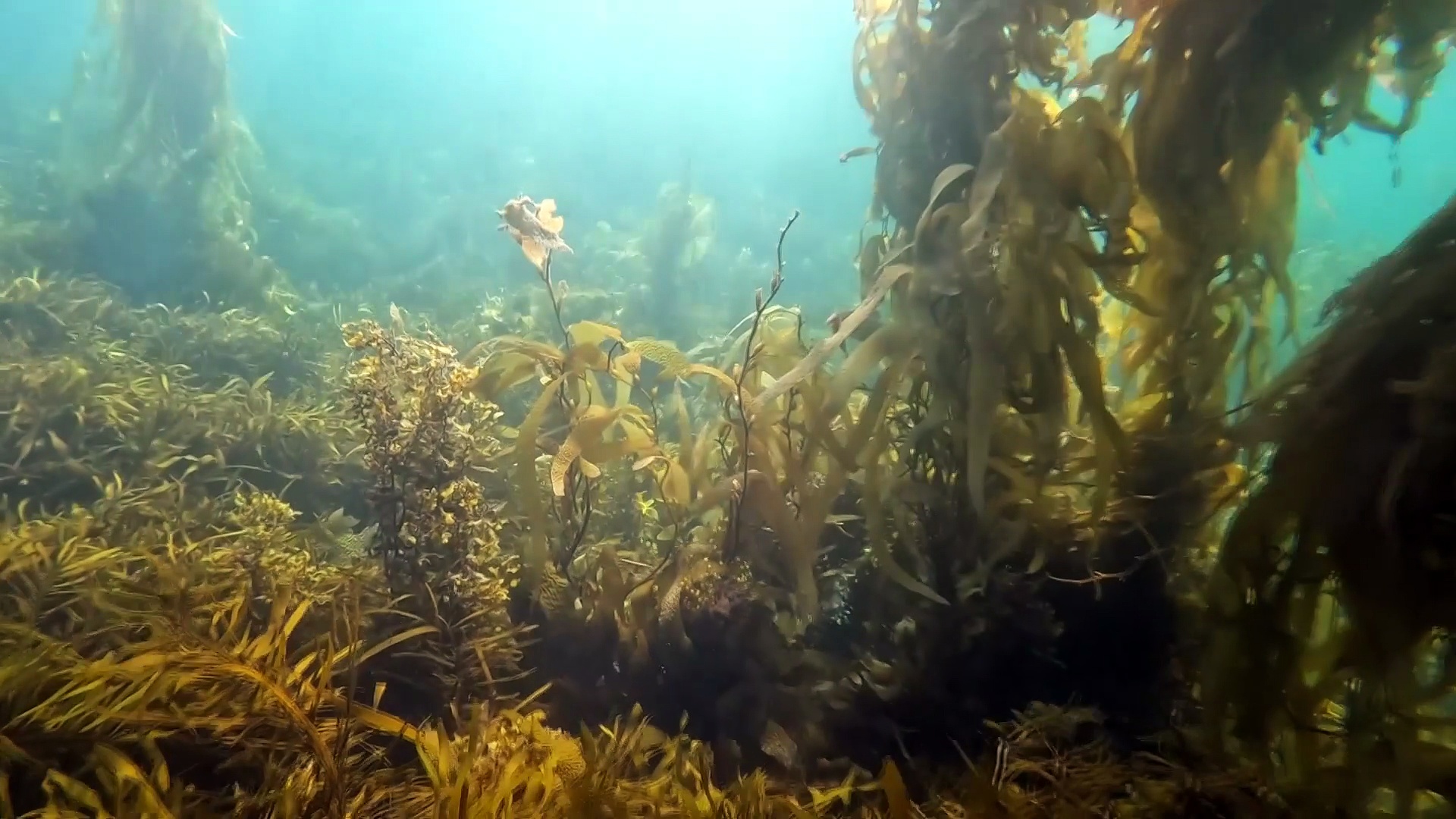 ‘Dead zones’ prompt tour operator to tip $900,000 into marine study