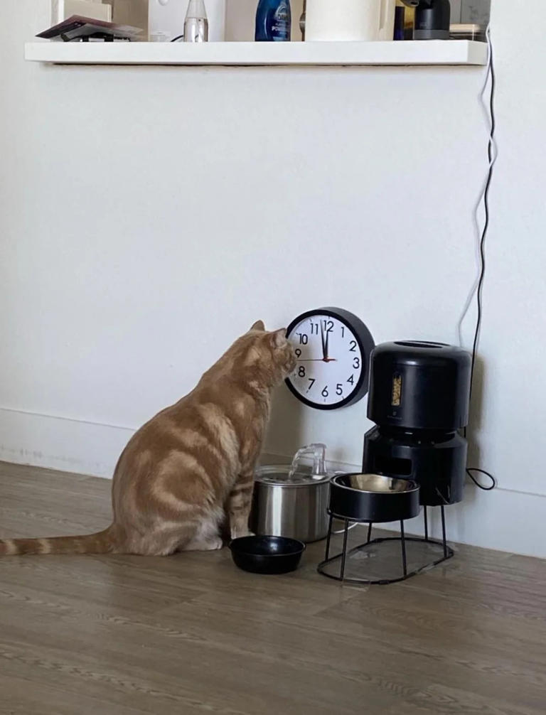 101 absolutely hilarious animal photos that made the dumpster fire that ...