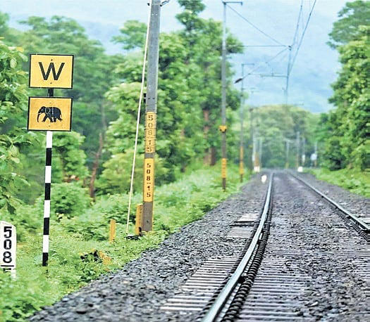 127 ‘sensitive’ areas prone to wildlife fatalities in focus of rlys ...