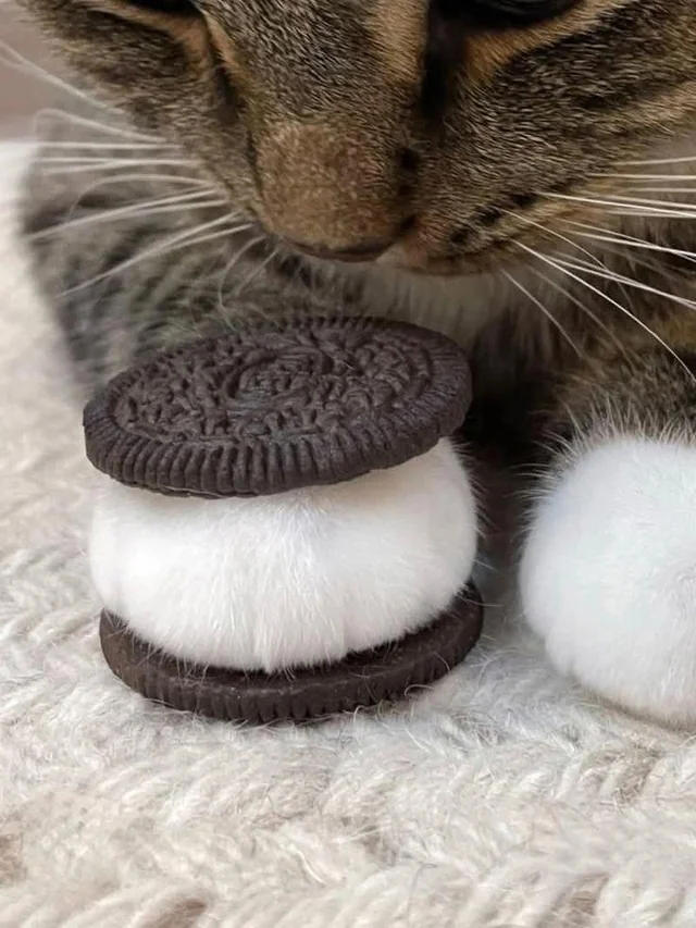 101 absolutely hilarious animal photos that made the dumpster fire that ...