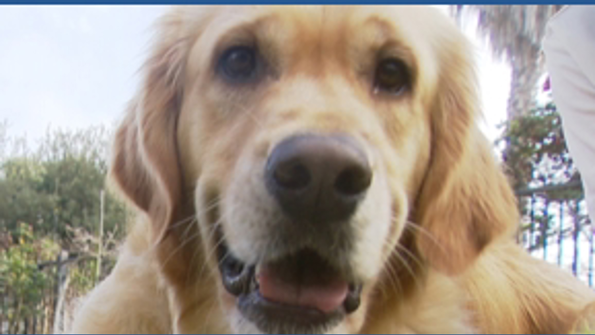 Dog poisoned in San Diego backyard