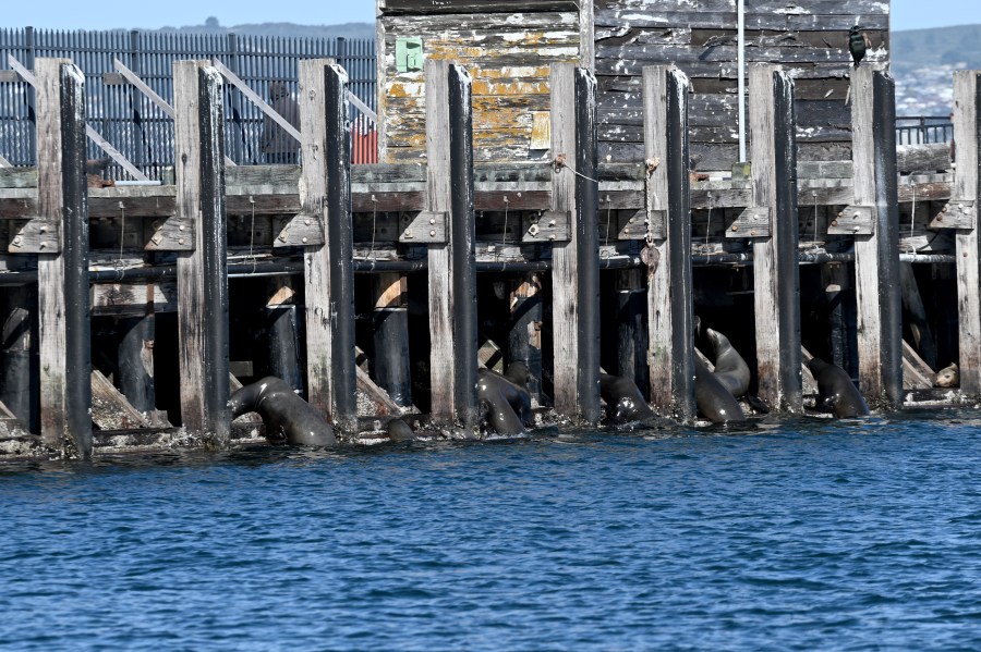 California woman missing amid fears of shark attack