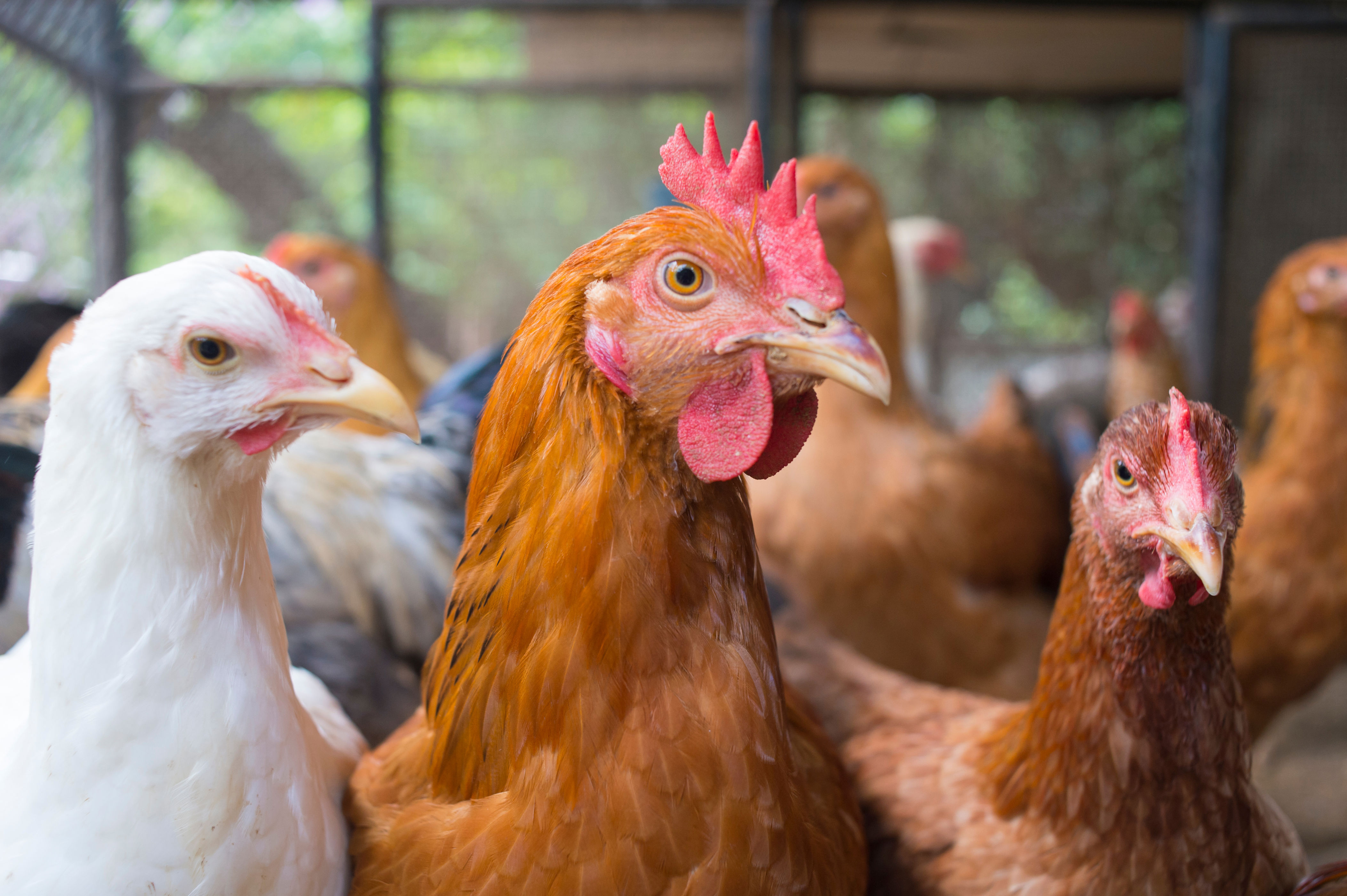 Avian flu detected at AR commercial poultry farm