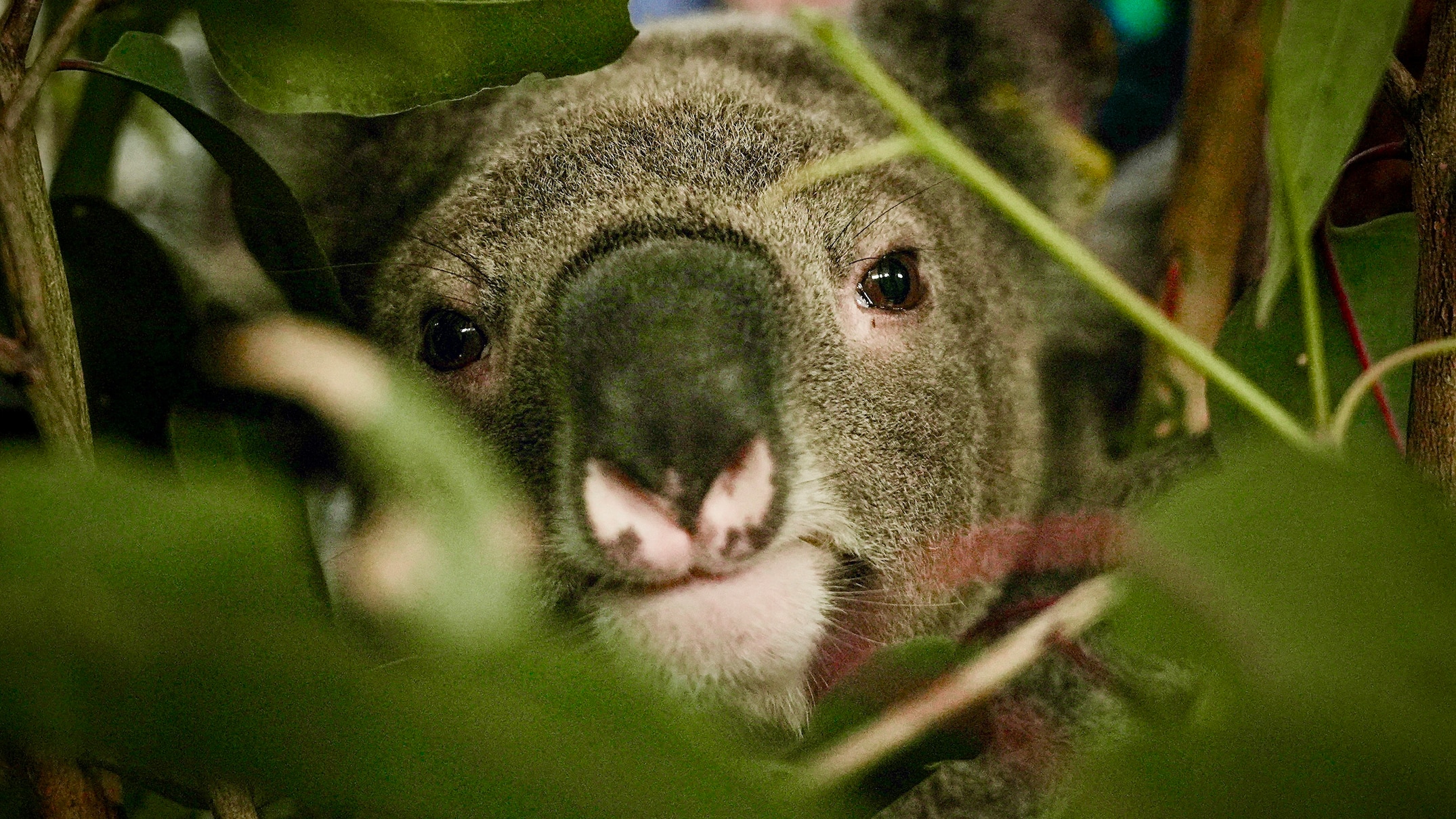 Koala protection in south-east Queensland to be shaped by new strategy
