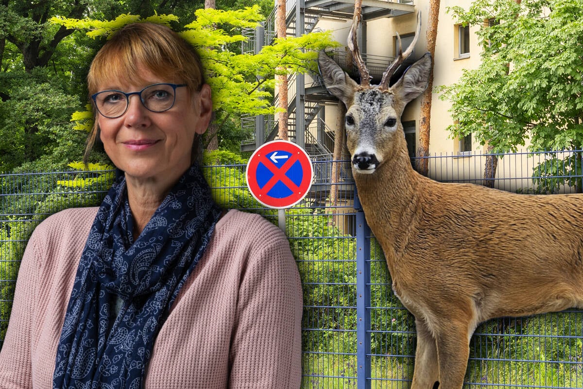 Gute Nachricht für "Amts-Bambi": Rehbock wird nicht abgeknallt