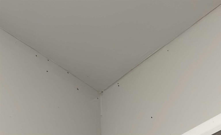 Residents in Hubert Walter Drive, Maidstone, battle phorid fly ...