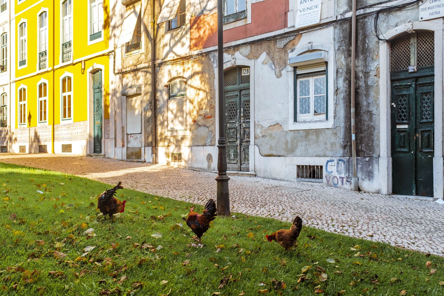 25 pictures of wild animals roaming empty streets