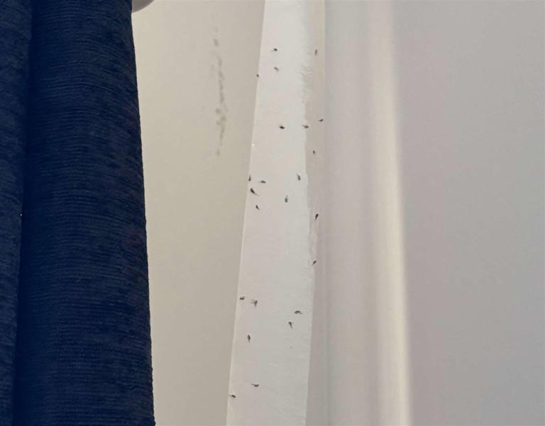 Residents in Hubert Walter Drive, Maidstone, battle phorid fly ...