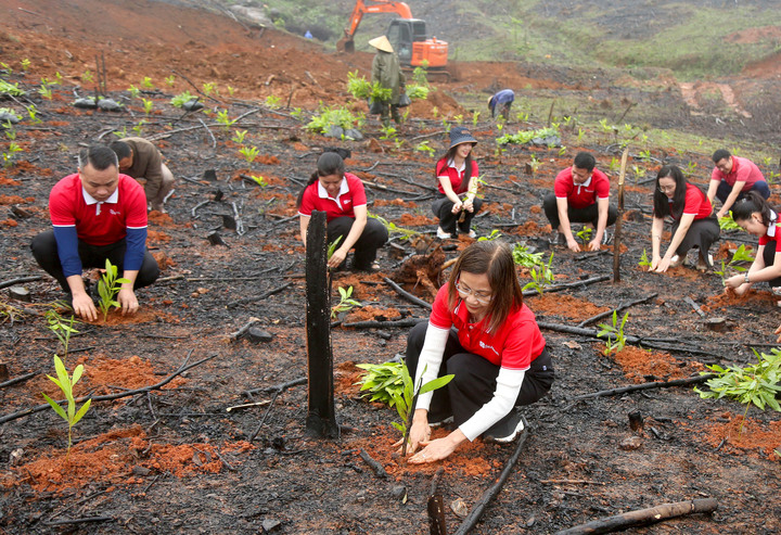 SeABank trồng gần 671 nghìn cây xanh tại Hà Tĩnh, vượt mục tiêu 1 triệu ...