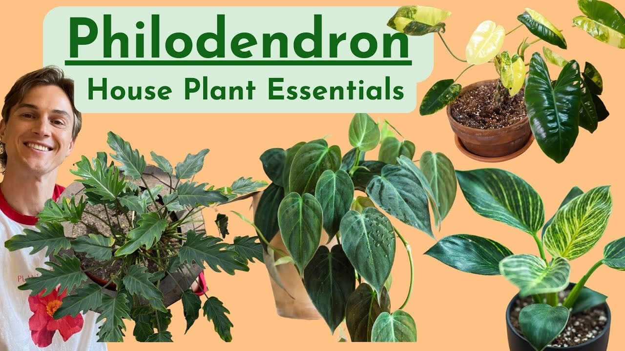 Philodendron - Complete care - Houseplant basics - How to grow well ...