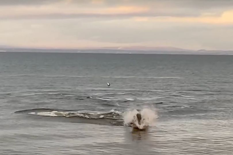 Incredible footage shows pod of dolphins hunting fish off East Lothian ...