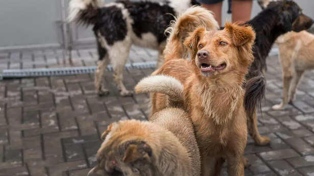 Ever wondered why street dogs bark all night? Here's why