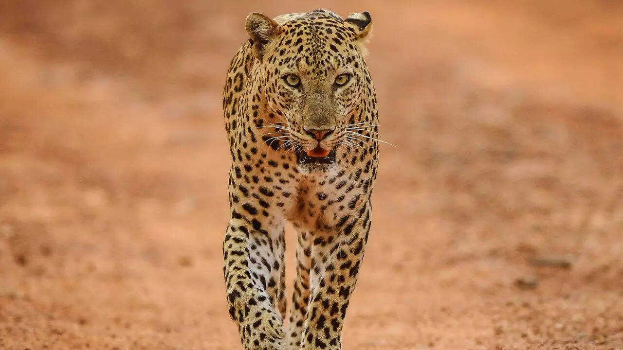 7 incredible animals that call Aravallis their home and where to spot them