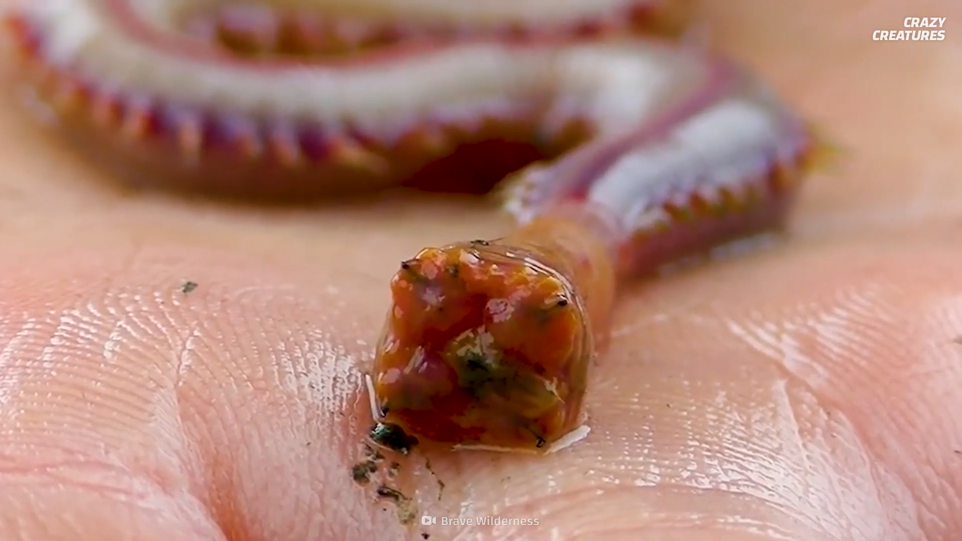 How a harmless-looking worm evolved one of the strangest weapons