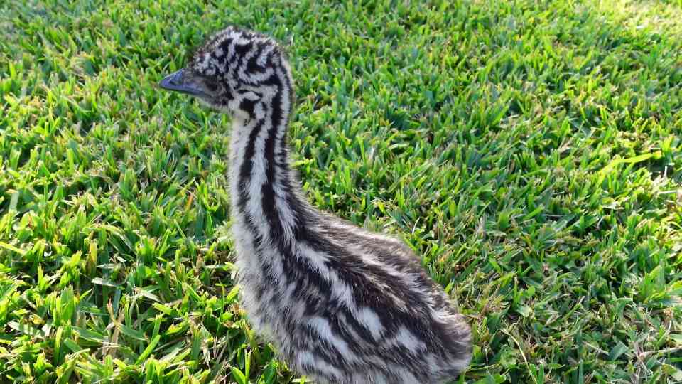 Inside a backyard sanctuary: One woman’s extraordinary animal family