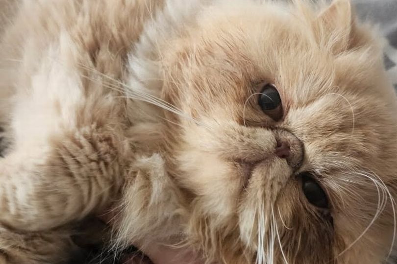 RSPCA plea as hundreds of animals need temporary home