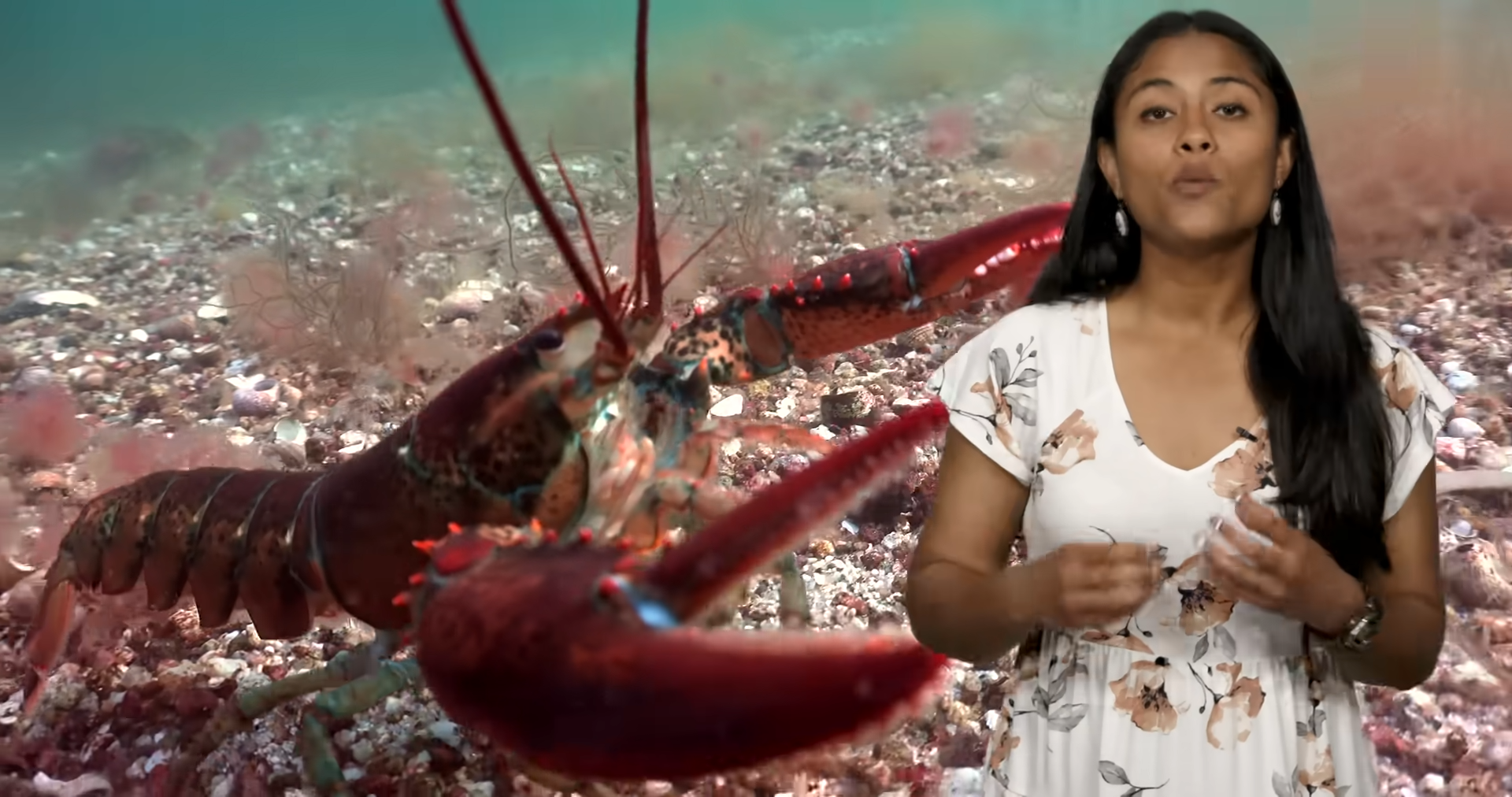 How a simple enzyme sparked the lobster immortality myth