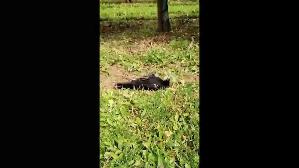 How climate stress is triggering irreversible feedback loops